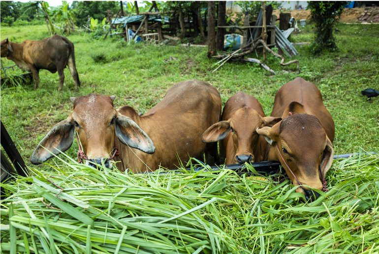 Tips Memilih Hewan Qurban yang Perlu Anda Ketahui - Umroh.com